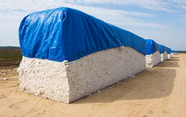 Cotton - Agri Labour Australia