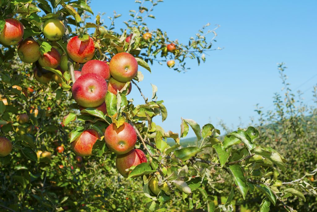 Awesome Autumn in Agriculture - Agri Labour Australia