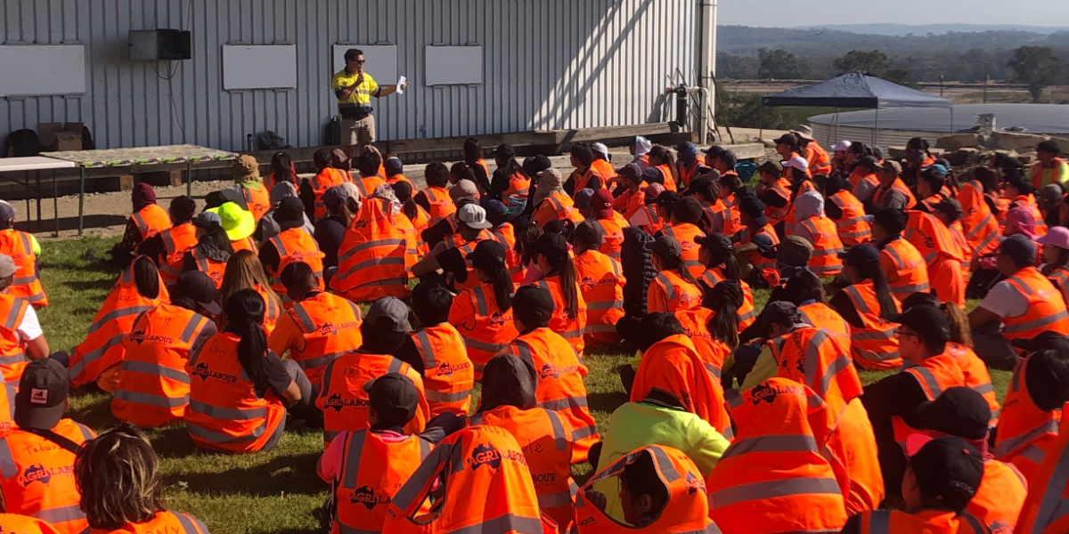 CASE STUDY: Operationalising Large Scale Workforces - Agri Labour Australia