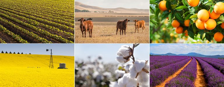 Farm work in Australia: how to get it and what to expect