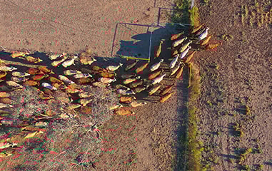 Livestock - Agri Labour Australia