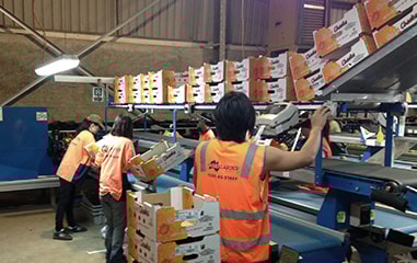 FMCG Labour Hire | Process Worker & Production Workers | Agri Labour