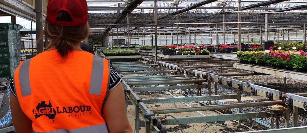 Labour Hire Company | Factory Labour Hire for your Agribusiness