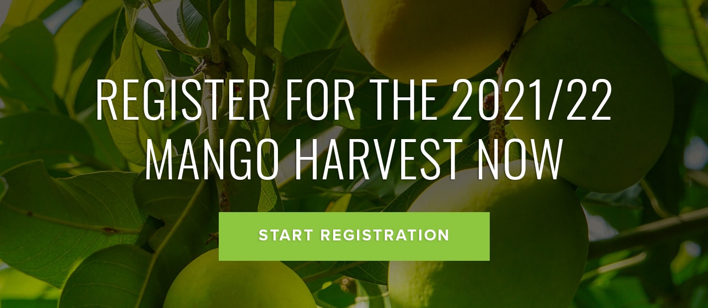 Mango harvest jobs in Australia