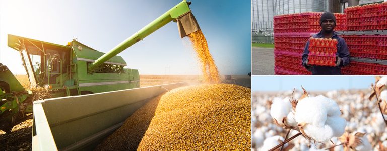 Farm work in Australia: how to get it and what to expect