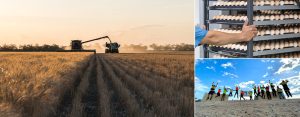 Farm work in Australia: how to get it and what to expect